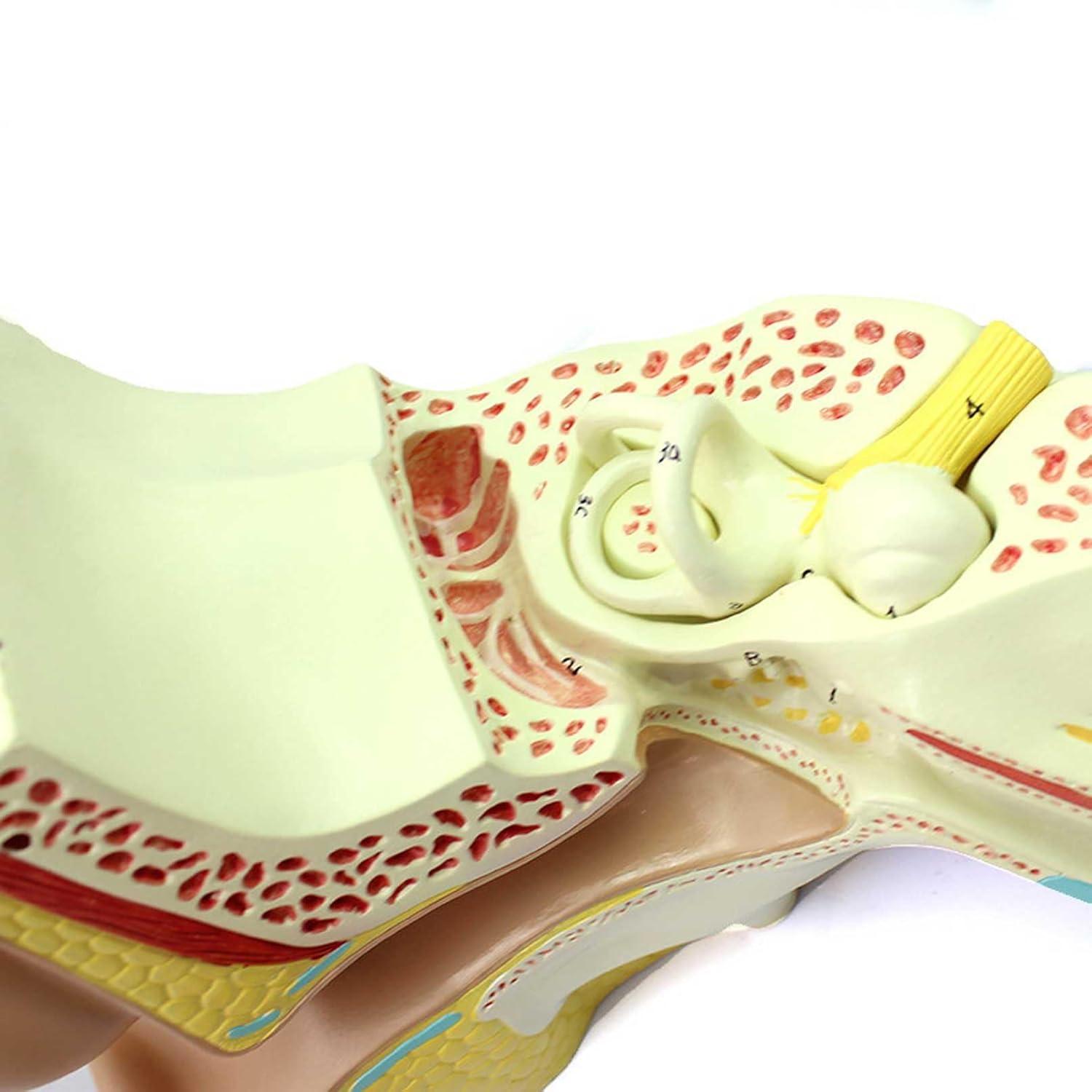 Medical Human Ear Model Outer and Middle Ear and Inner Ear ENT Ear ...
