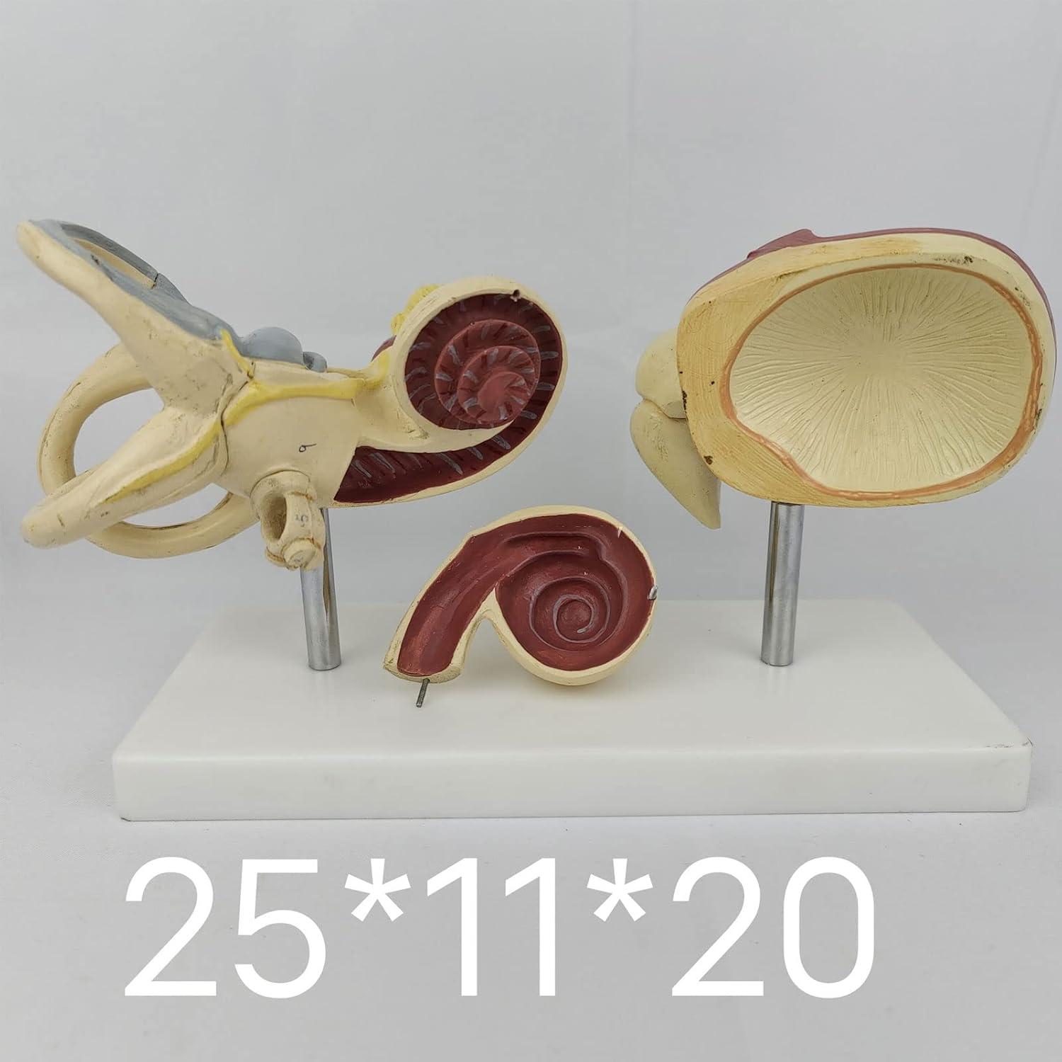 Inner Ear Labyrinth Magnified Model Removable Cochlear Auditory Ossicle ...