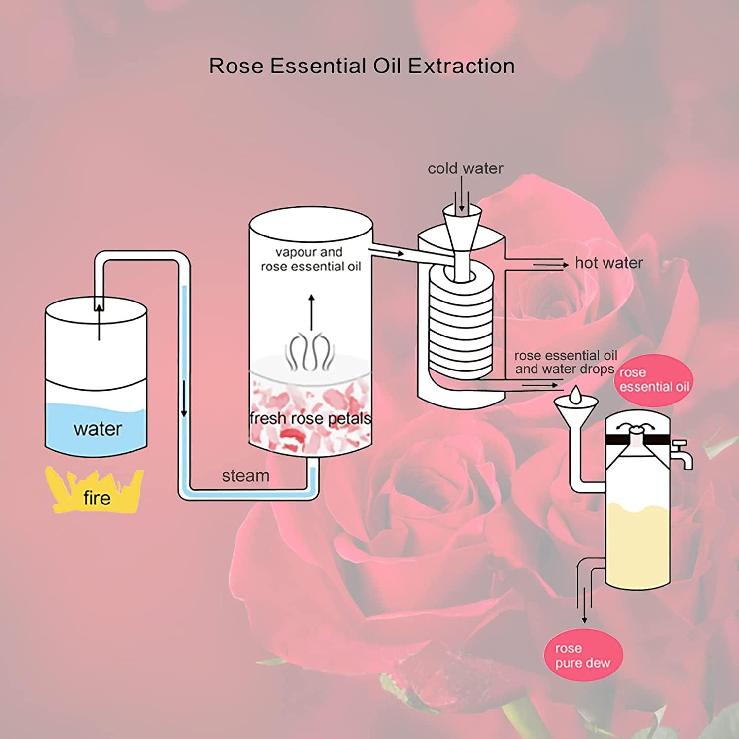 100% Pure Rose Essential Oil for Skin - 10ml Therapeutic Grade ...