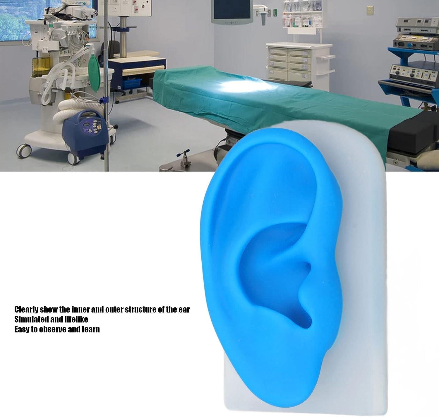 Silicone Ear Acupuncture Practice Model for Hearing Aid Display - Blue ...
