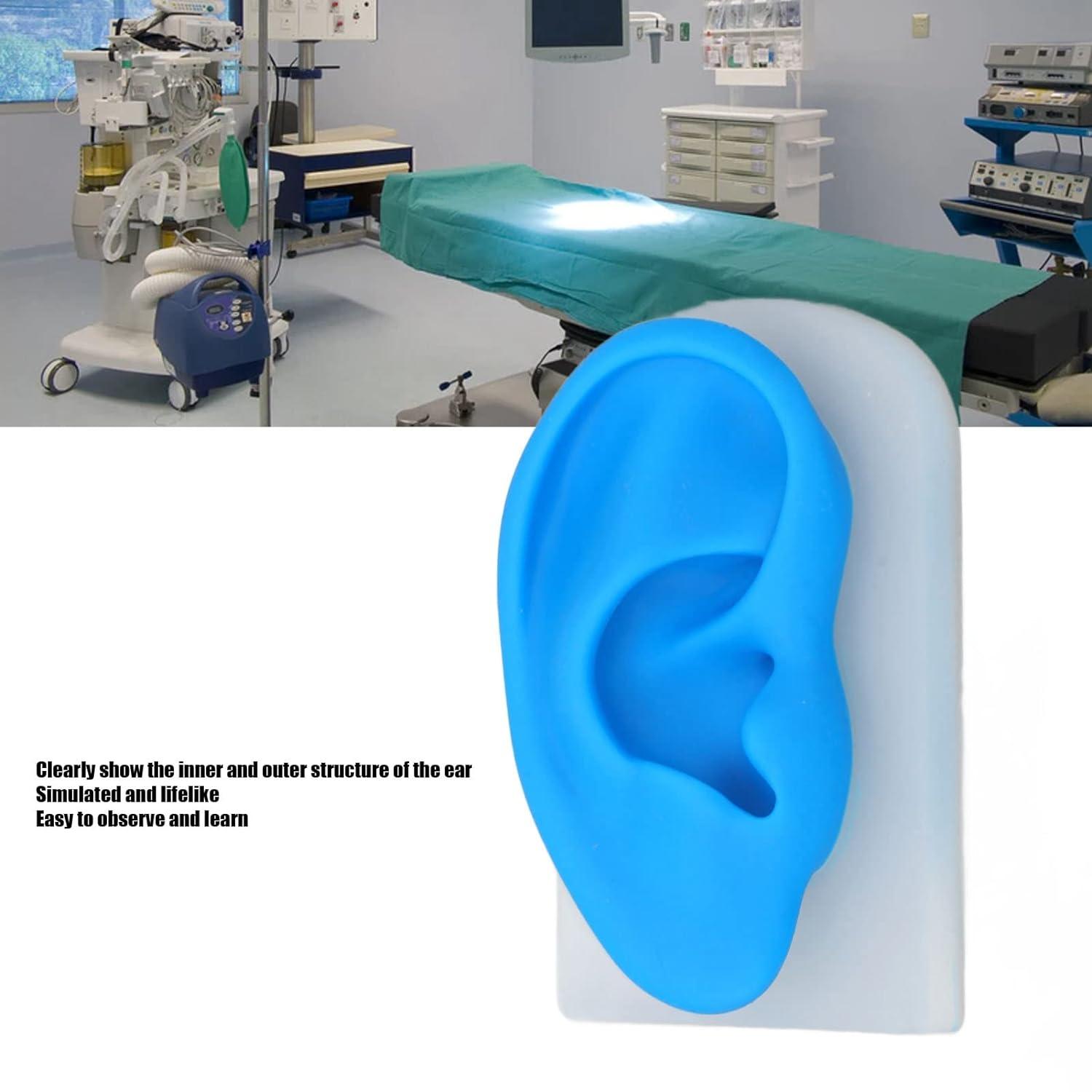 Ear Model ANGGREK Display Ear Model Soft Ear Modeling Tools Teaching ...