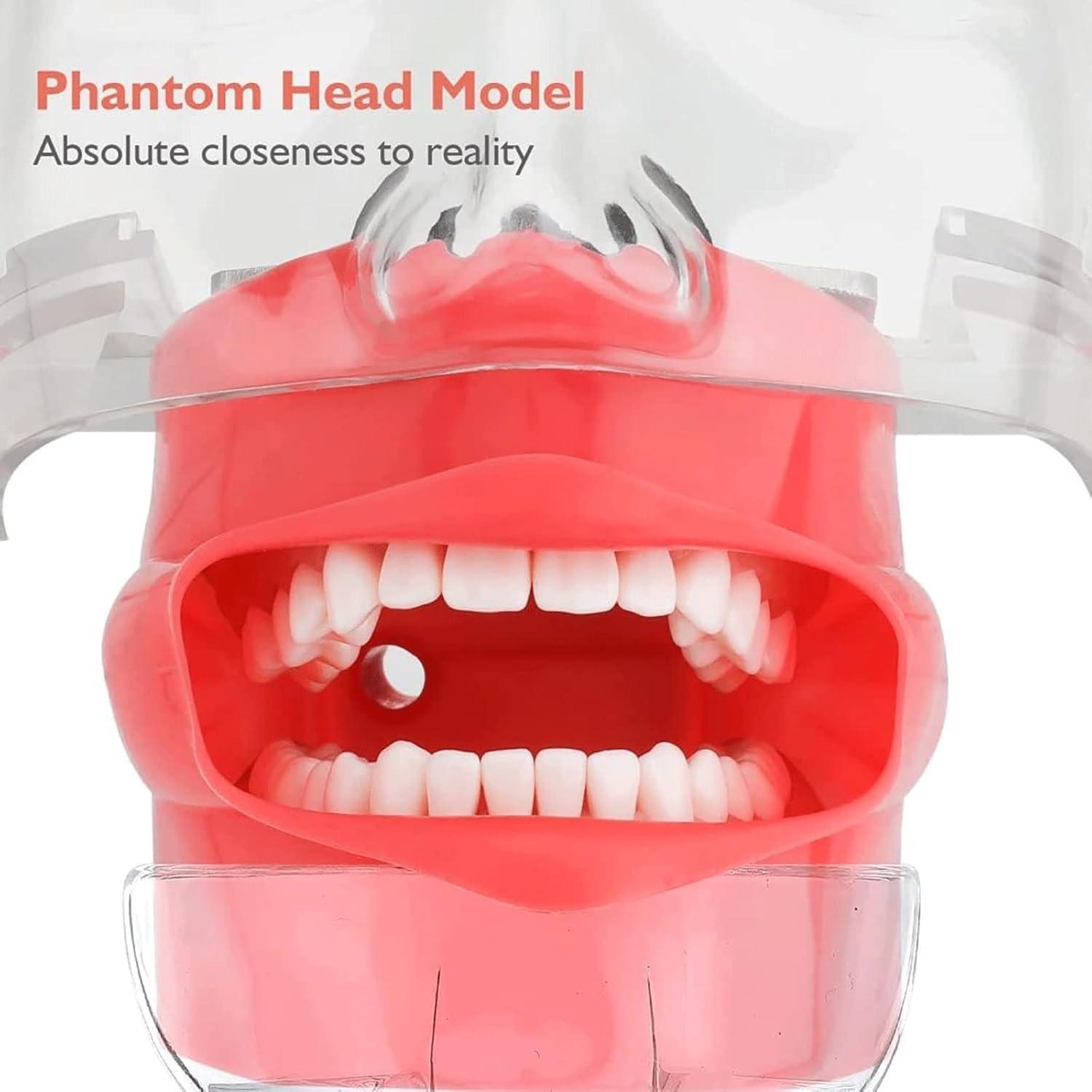 Dental Model Simulator - Bfeiwgha Phantomkopf Training Head ...