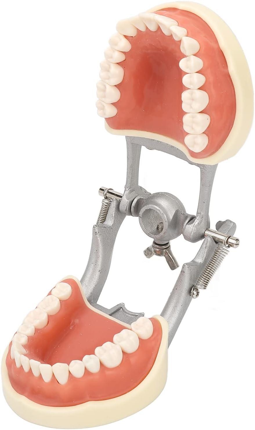 Teeth Model - Teaching Standard Typodont Demonstration Model with 32 ...