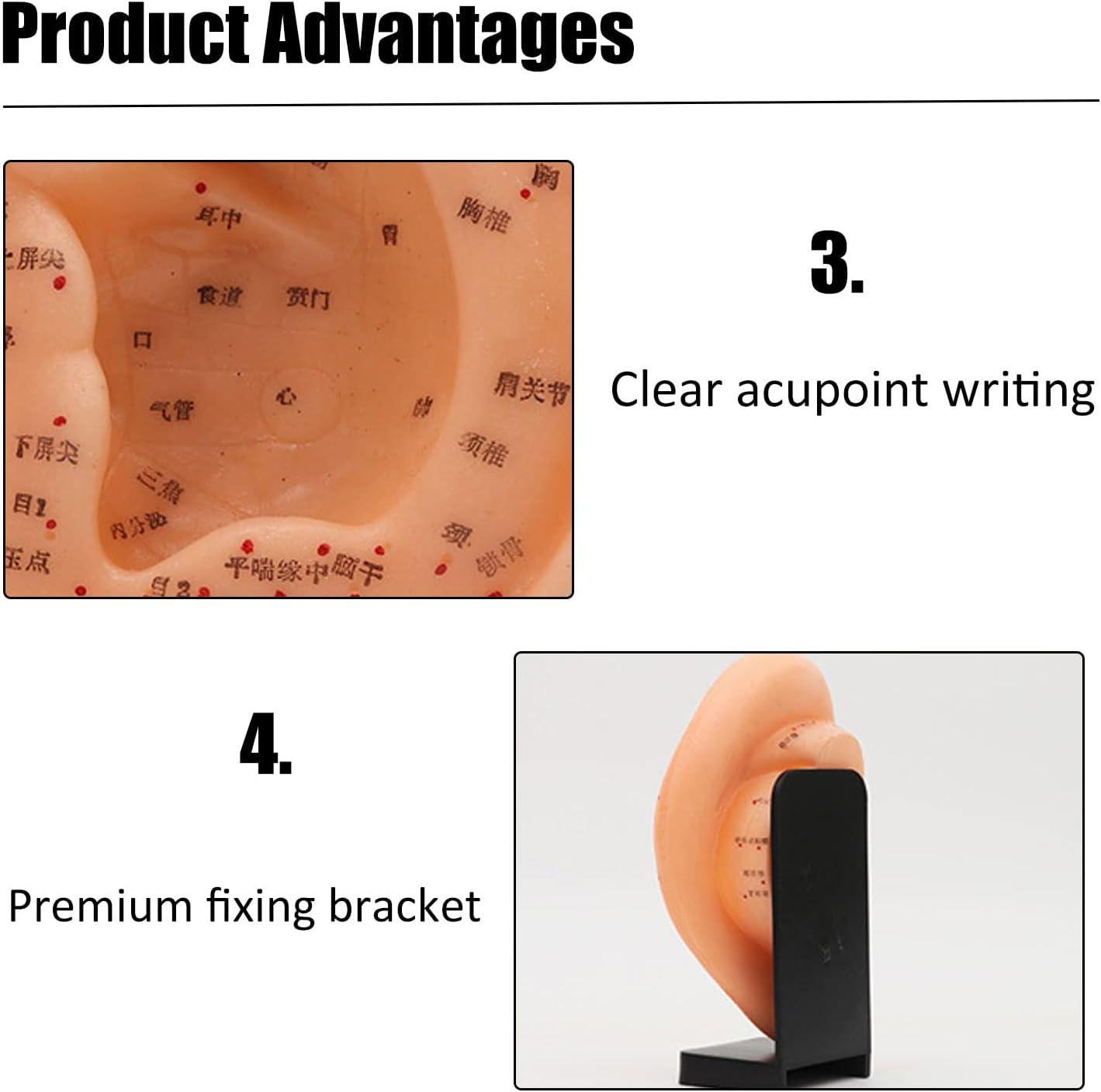Ear Acupoint Model 9" Human Ear Acupuncture Anatomical Model with ...