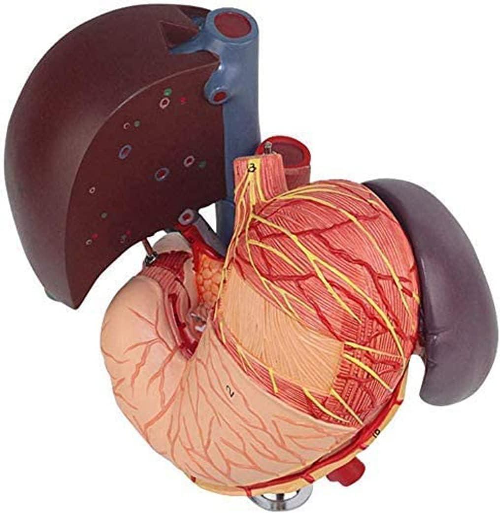 6 Parts Liver Gallbladder Pancreas Spleen Stomach Pancreas Gallbladder ...