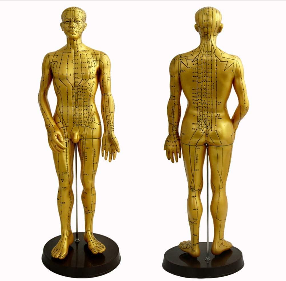Human TCM Meridian Point Model Acupuncture Female Model Male Model ...