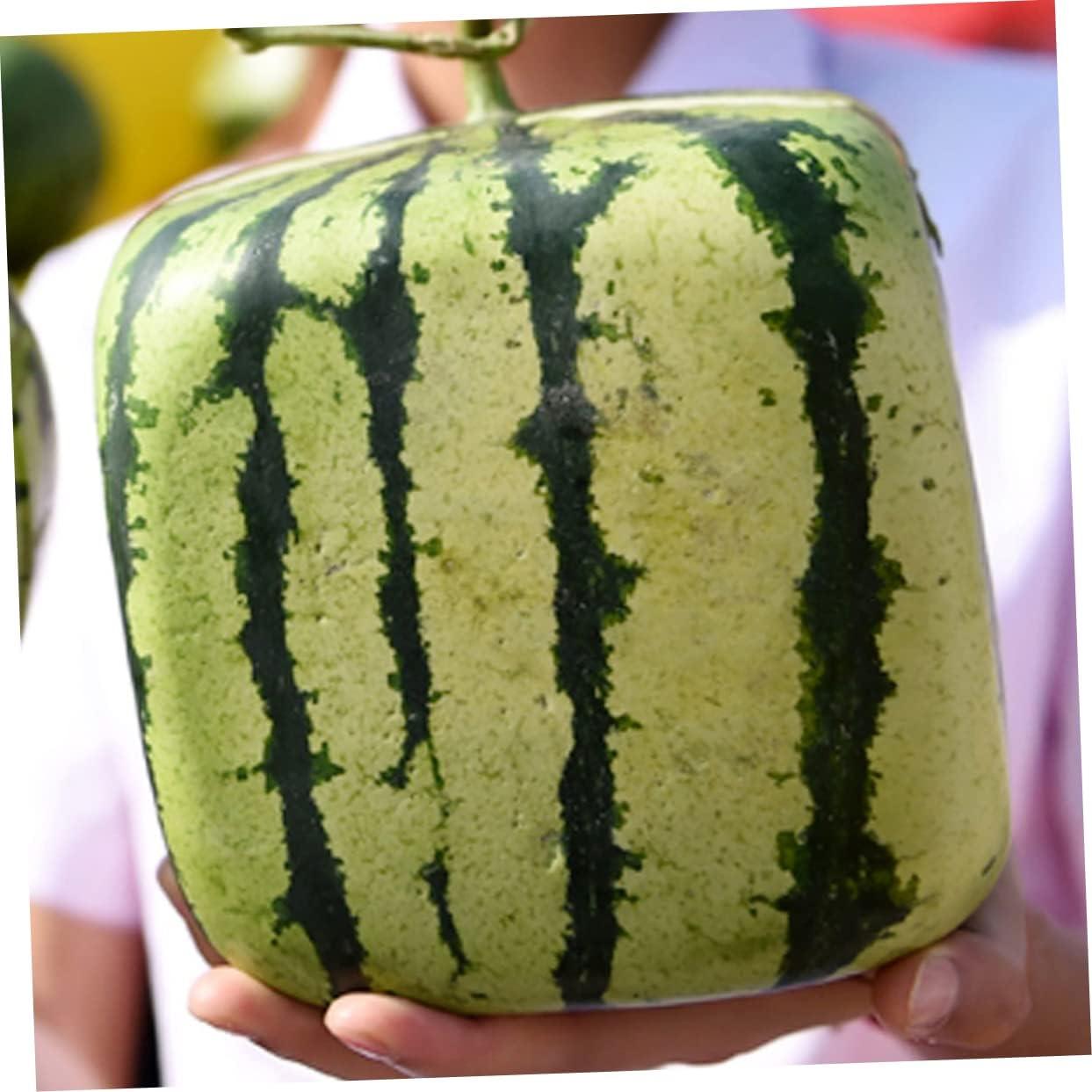 growing square watermelon