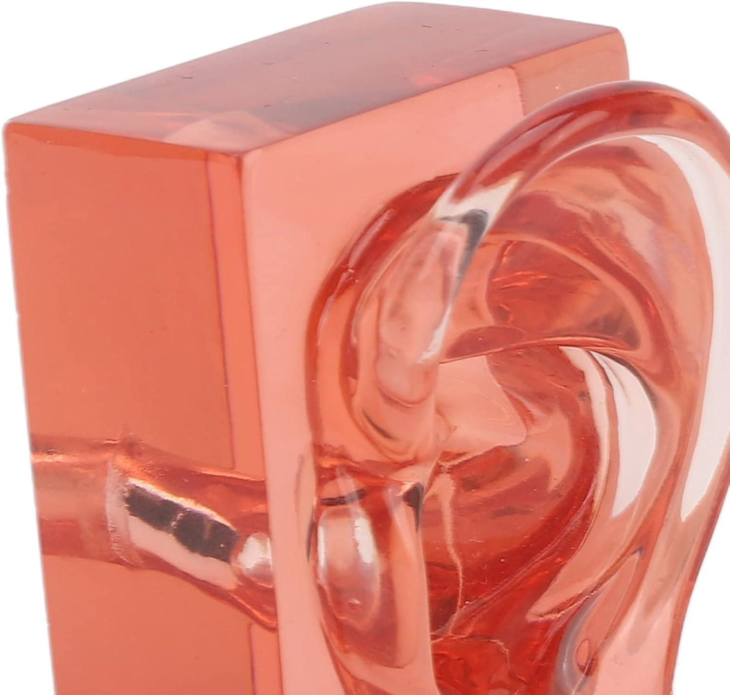 Transparent Acrylic Ear Model for Right Ear - Ideal for Observation ...