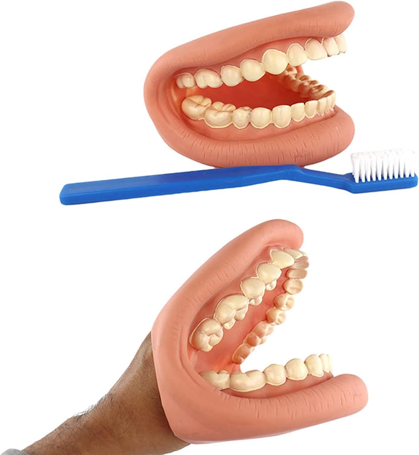 Uigjiog Junction Oral Hygiene Model - Portable Teaching Tool for ...