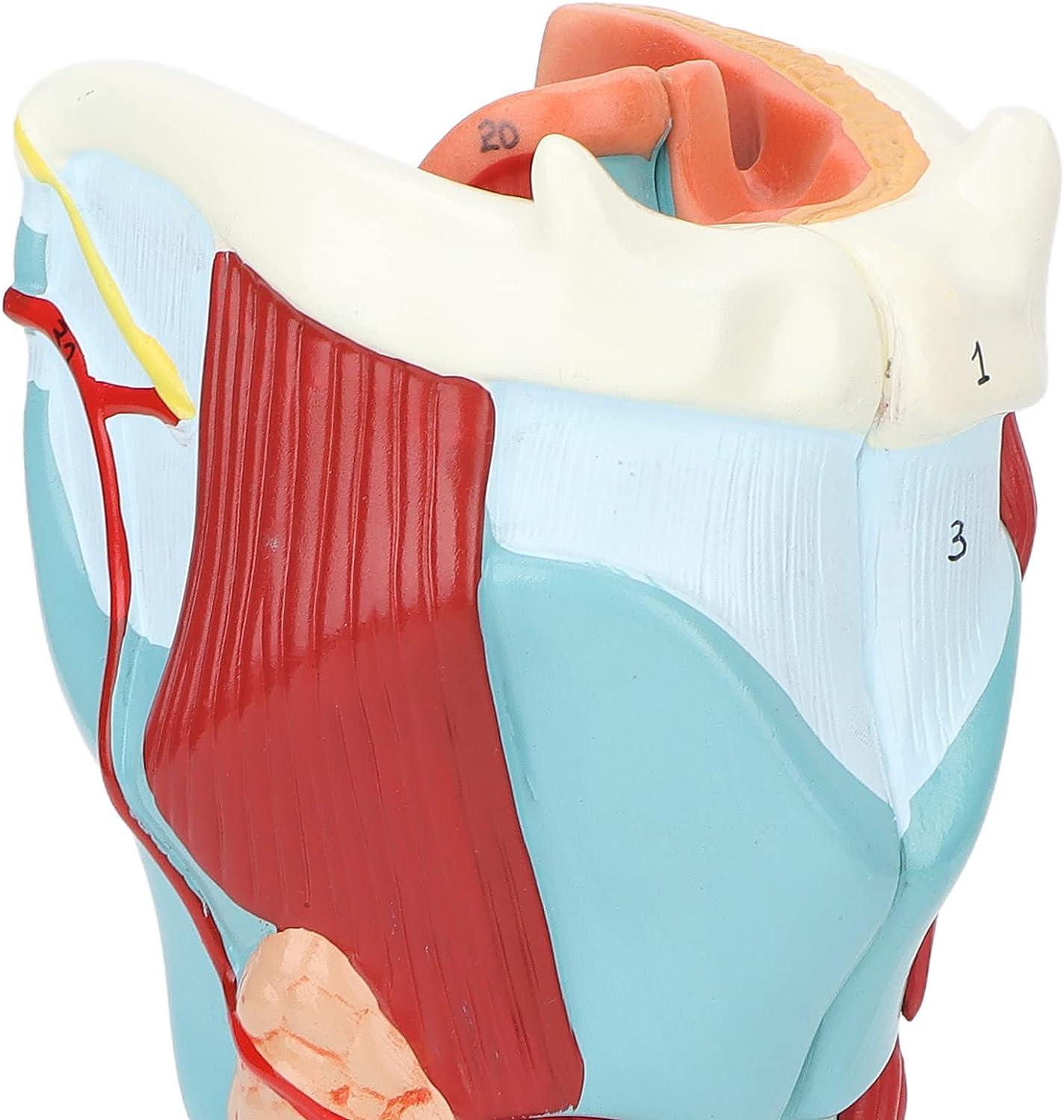 Human Throat Model 2X Magnification Vinyl Clear Structure Throat ...