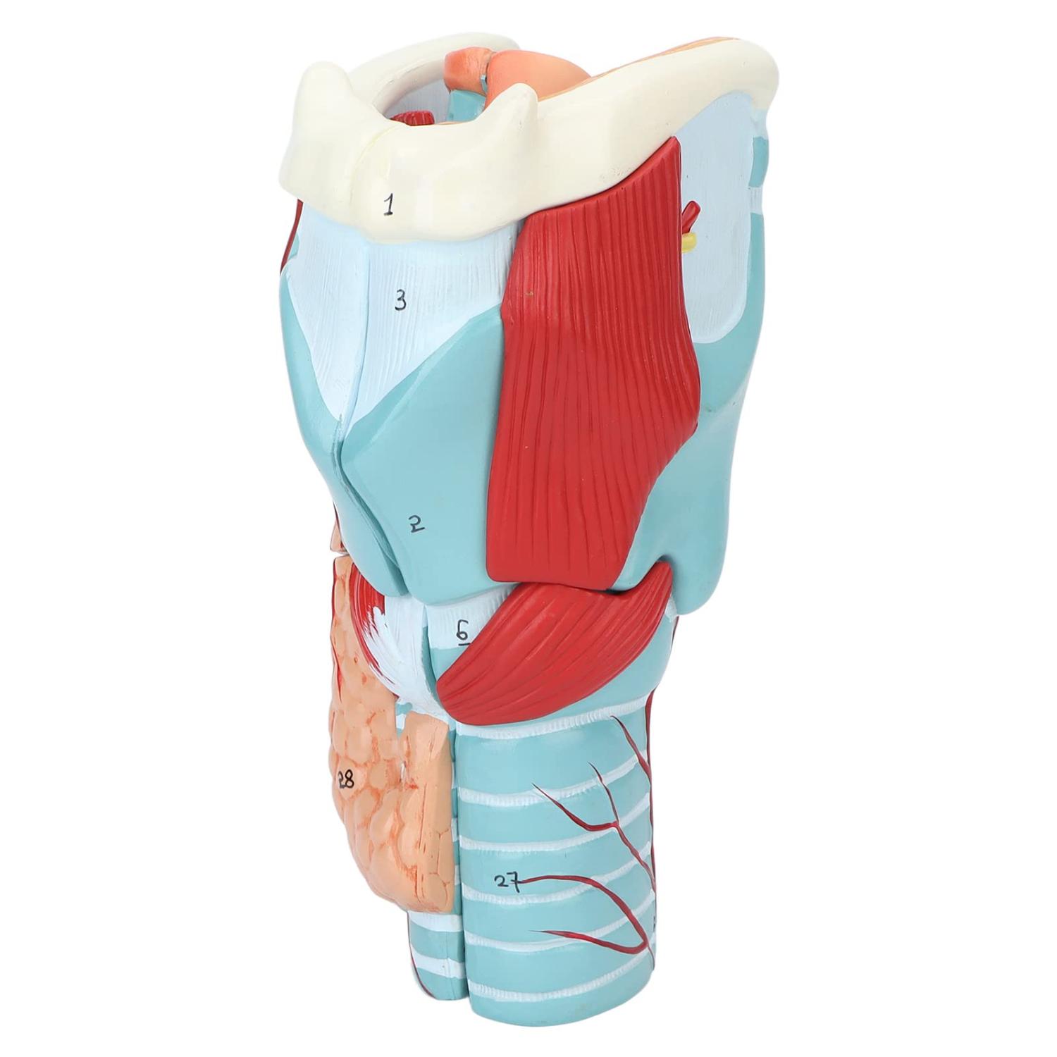 2X Magnification Human Throat Model for Teaching Display - Clear Vinyl ...