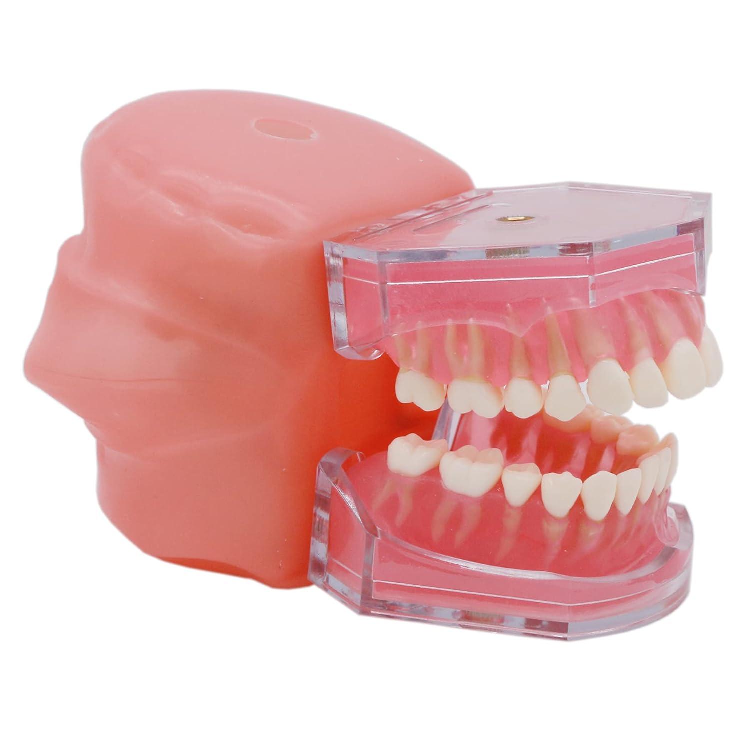 Dental Teaching Tooth Extraction Model | Full Mouth Simulation with ...