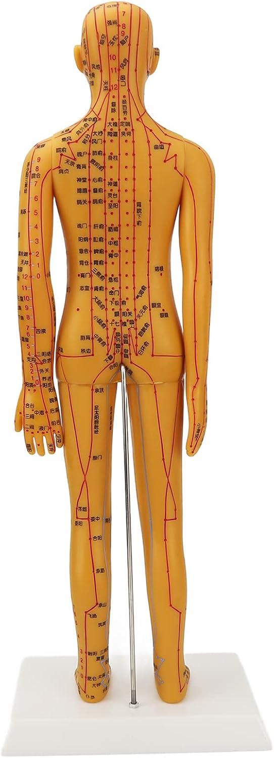 20.9-Inch Female Acupuncture Training Puppet Model - Clear Anatomical ...