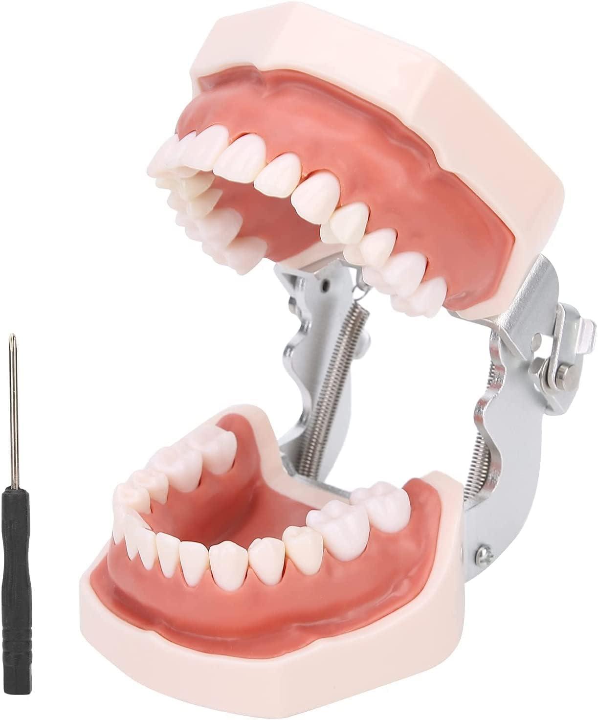 Uigjiog Typodontic Prosthesis Model - Removable Teeth & Soft Gums for ...