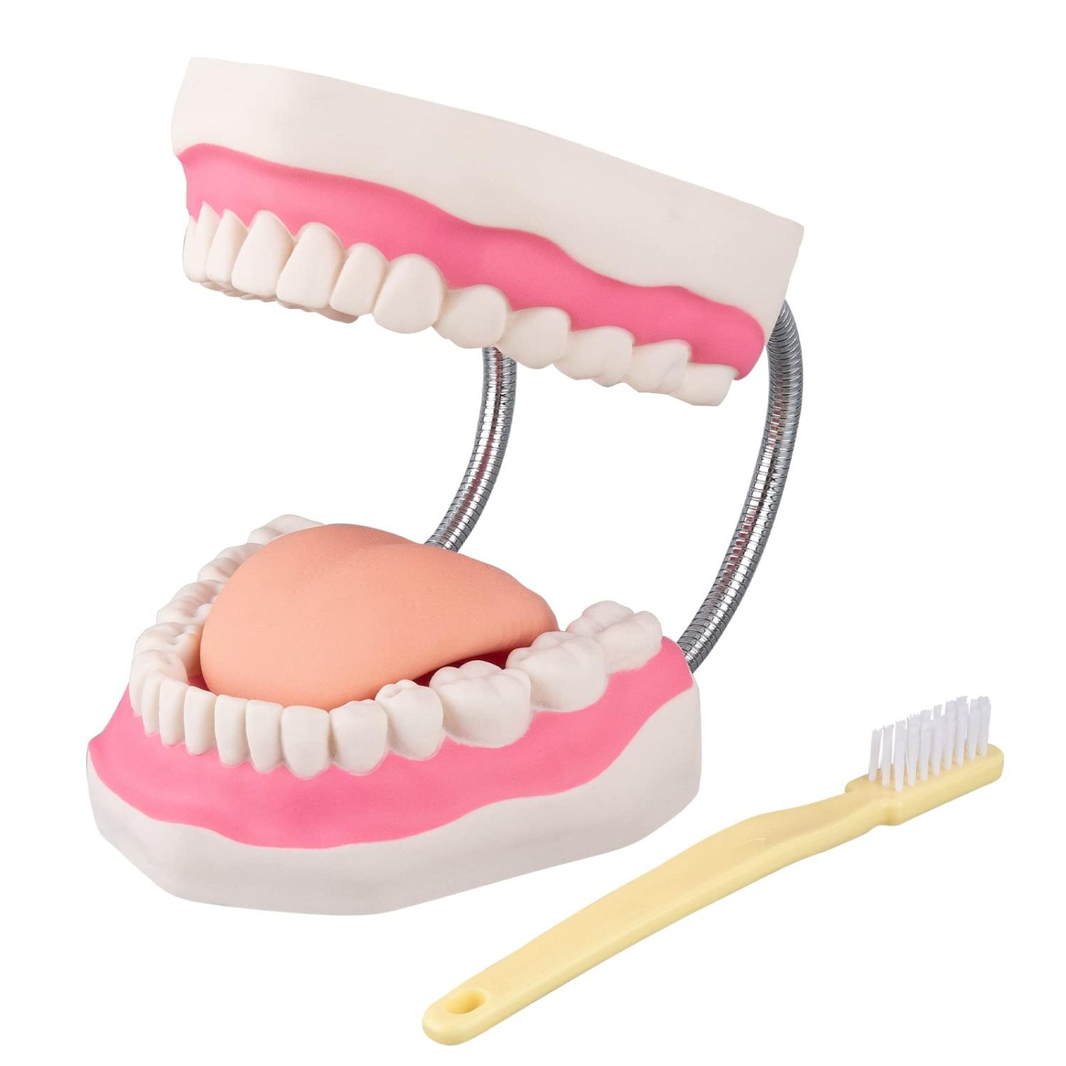 LVCHEN Mouth Model for Speech Therapy - Dental Hygiene Teeth Model with ...