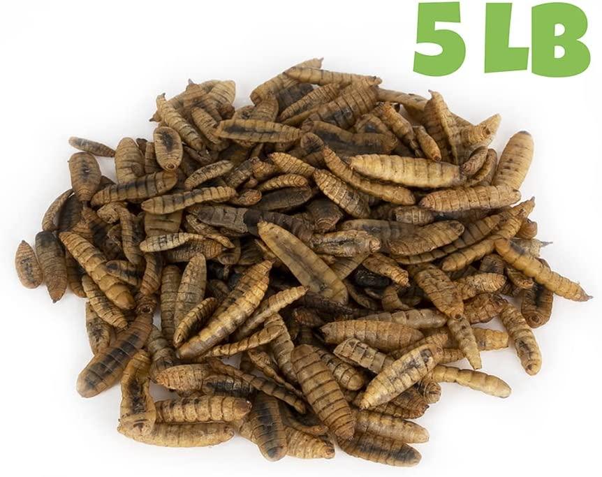 5 lbs North American Grown Dried Black Soldier Fly Larva - High Calcium ...