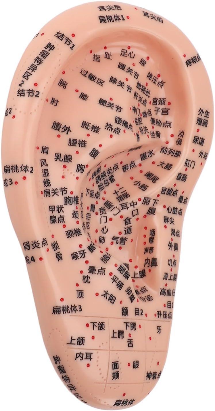 Buy Versatile Ear Acupuncture Model - PVC with Clear Lettering | Soft ...