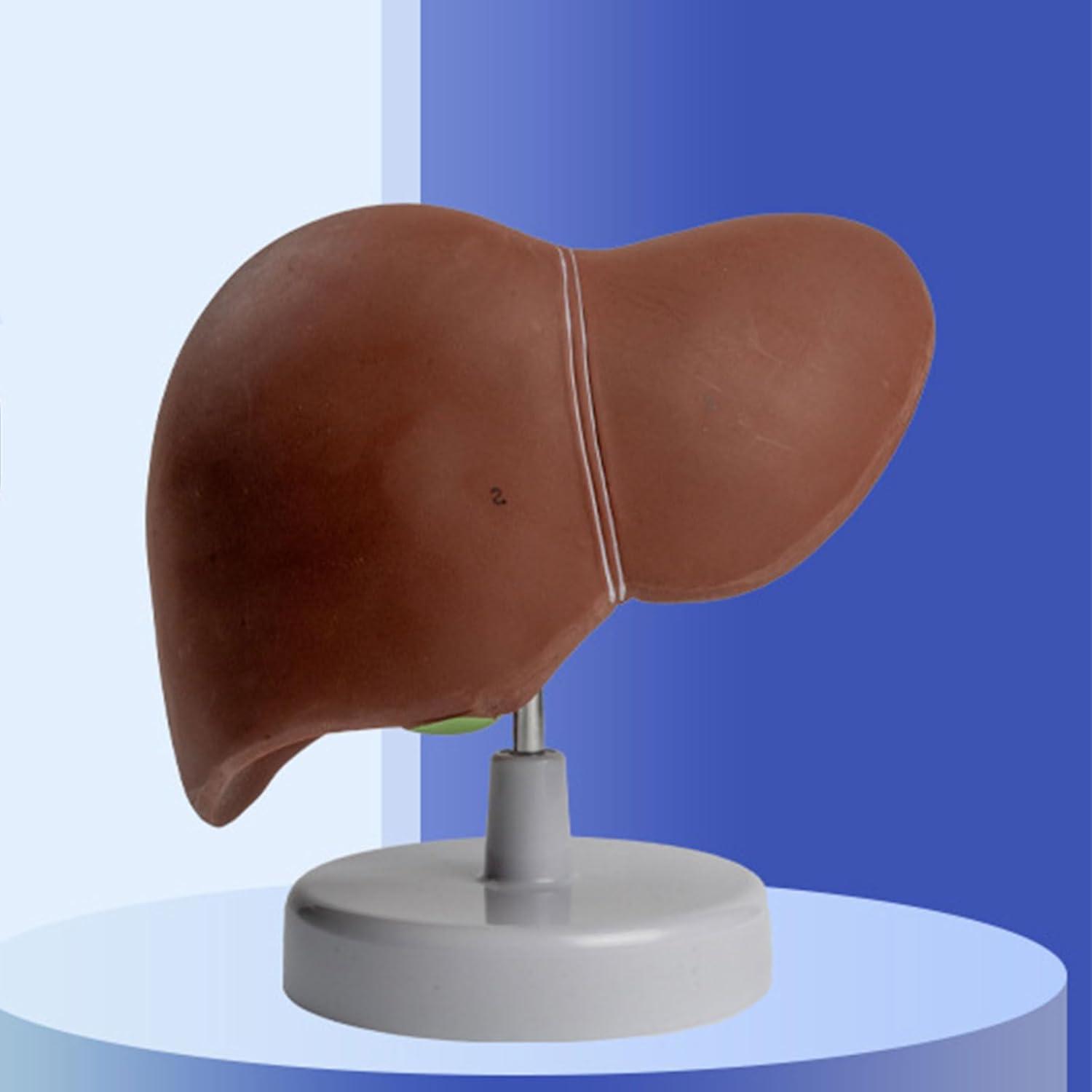 Realistic Anatomical Liver Model for Liver Study Lecture Shows Details ...