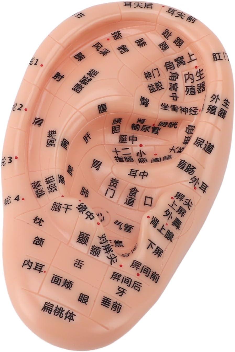 Buy Ear Massage Model - Accurate PVC Acupuncture Model - Ideal for ...