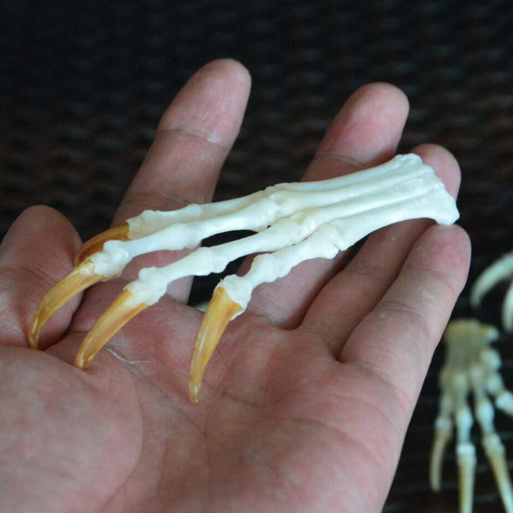 Wixine Fox Feet Articulated Bones Claws | Taxidermy Art Supplies | Buy ...