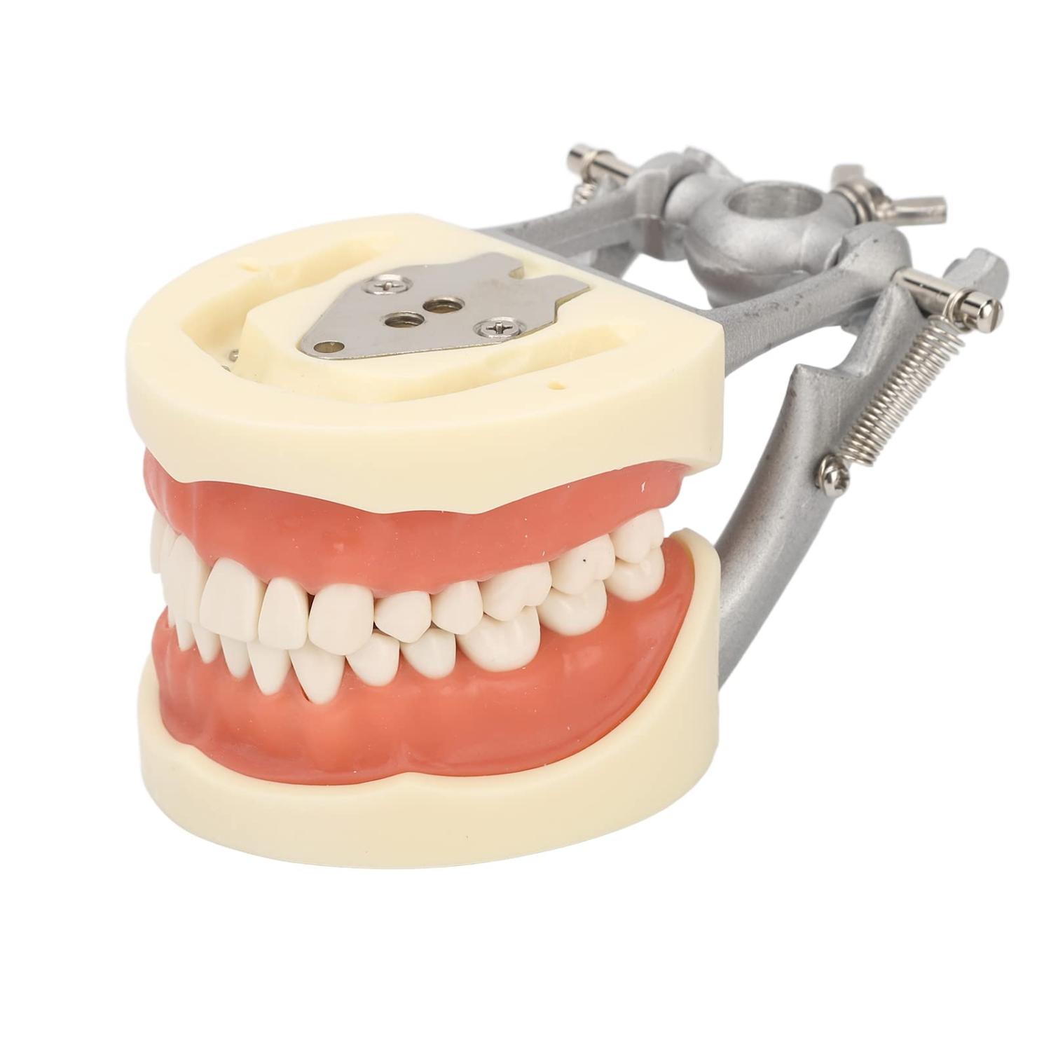 Teeth Model - Teaching Standard Typodont Demonstration Model with 32 ...