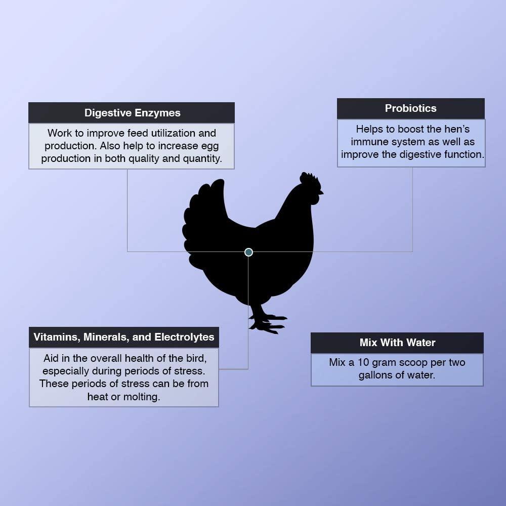Animal Health Solutions Hen Boost Probiotics - Enhance Immunity ...