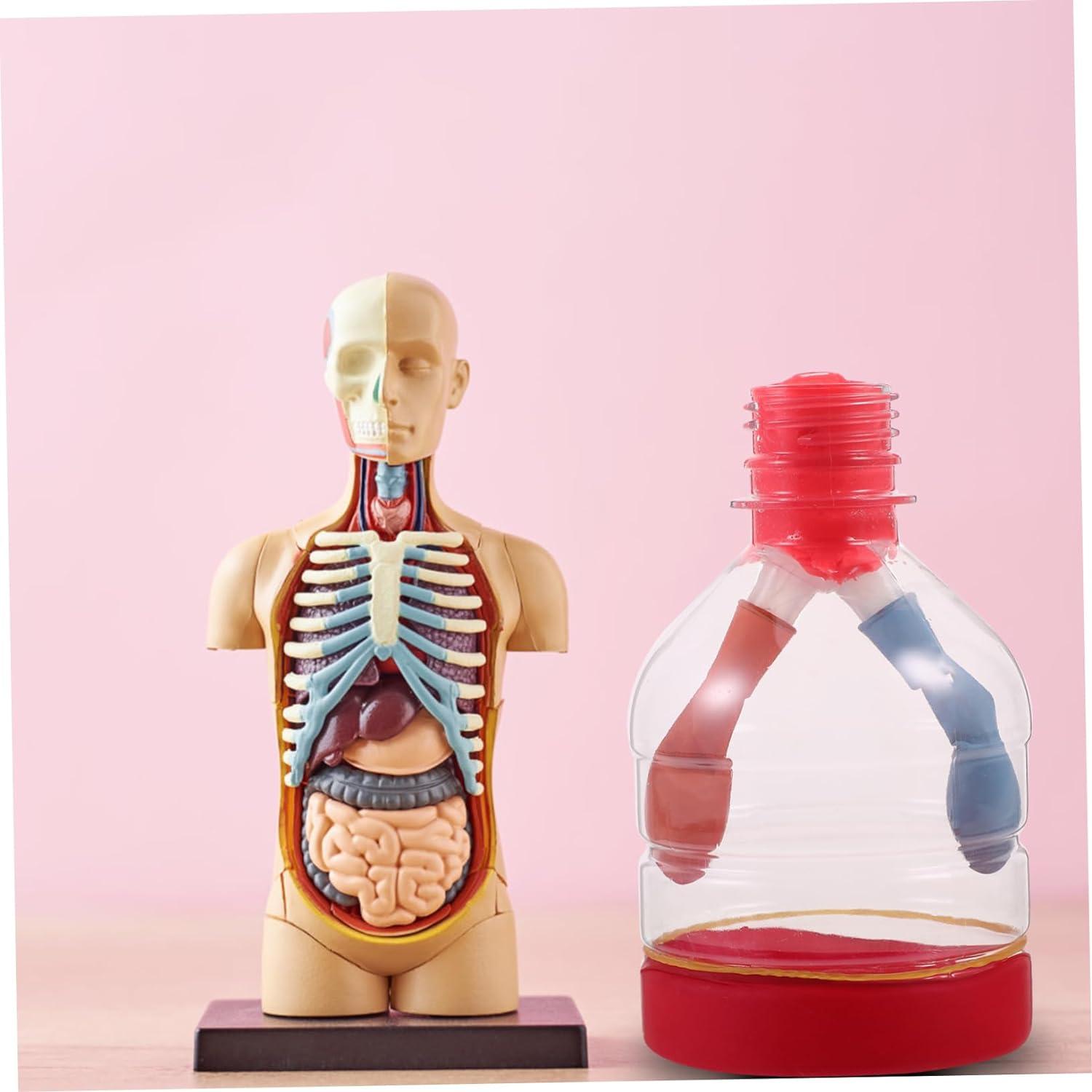 Lurrose Lung Demonstration Model Sports Toy Set - Educational Teaching ...