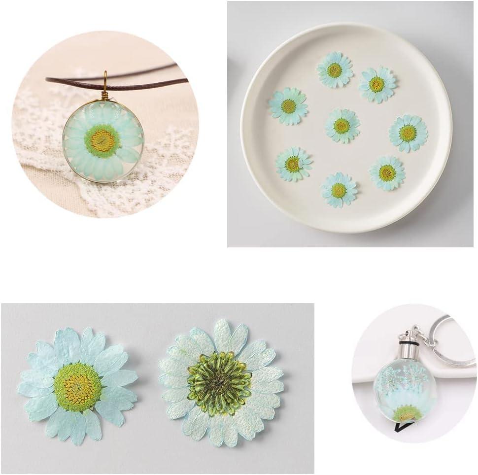 50pcs Natural Dried Daisy Flowers - Vacuum Packed for Decoration ...
