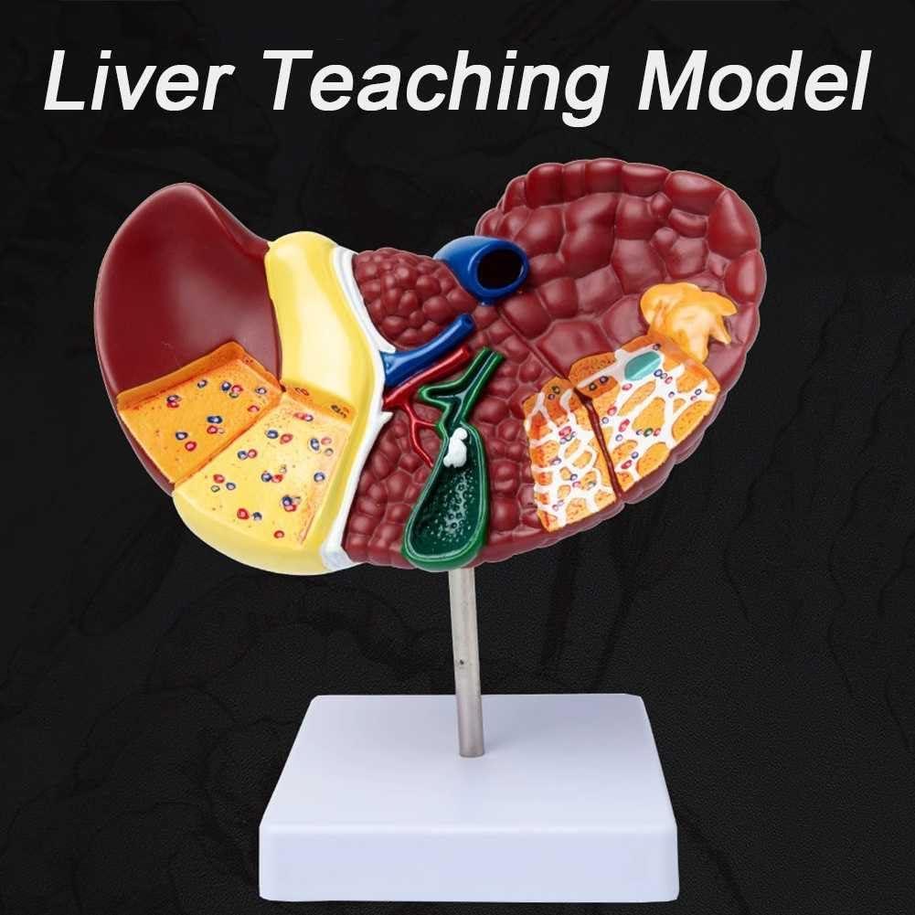 Teaching Model Human Liver Model with Base and Clear Texture and ...