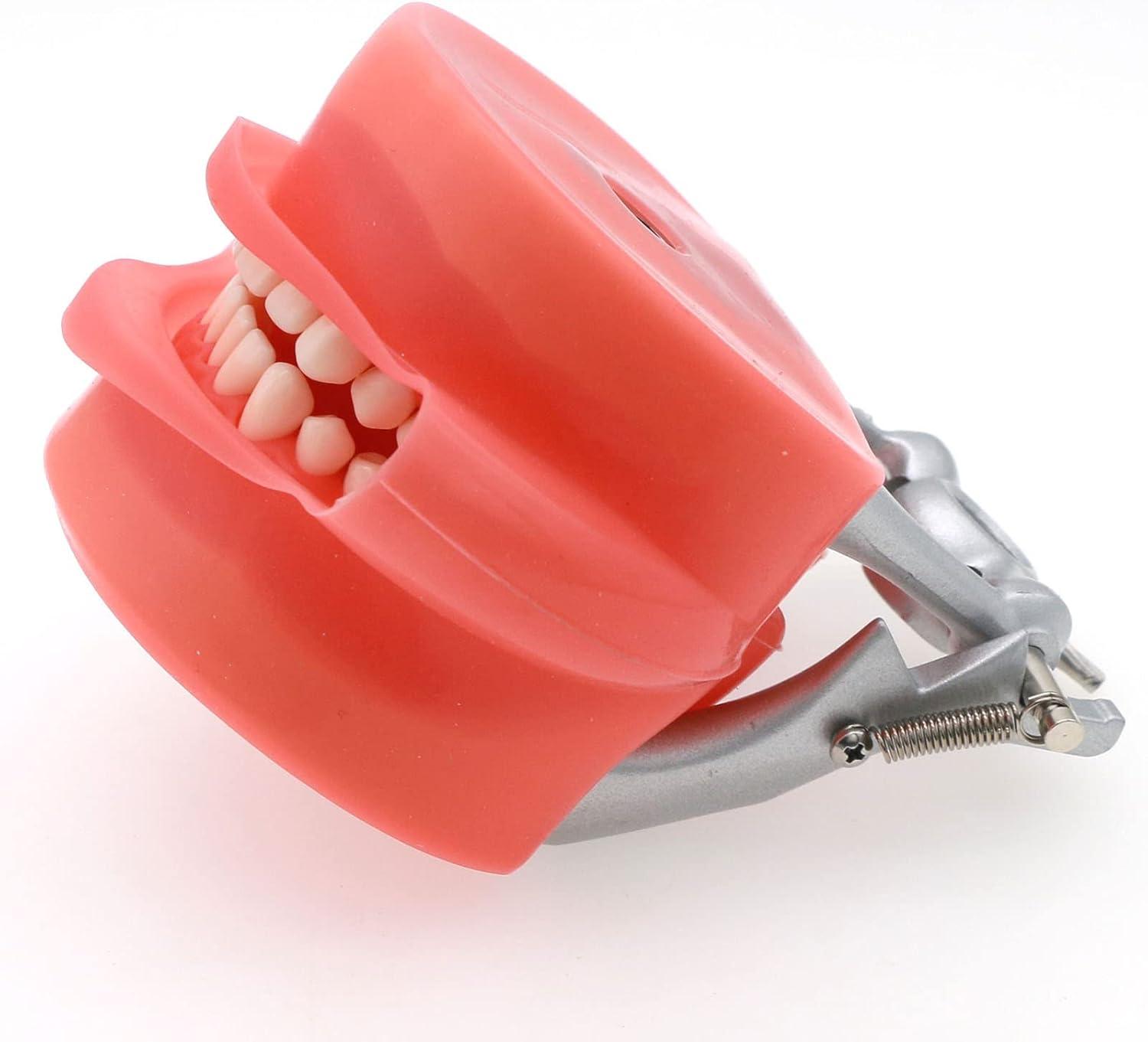 Buy Lmeili Dental Typodont Model with 32 Removable Teeth & Cheek ...
