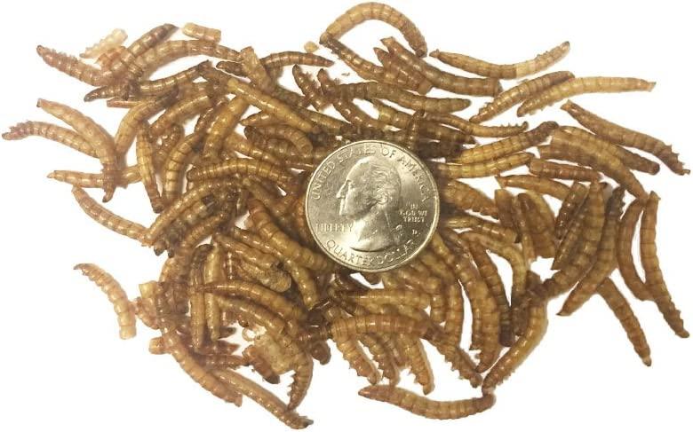 TradeKing 2 lb Dried Mealworms - High Protein Treat for Wild Birds ...