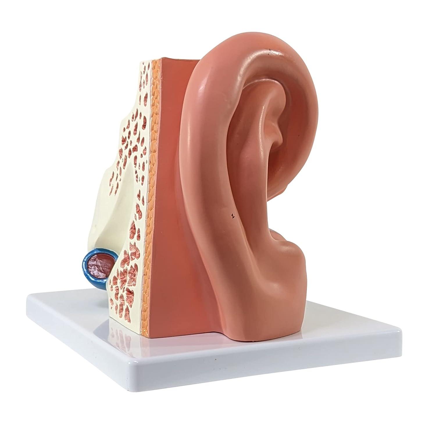 Axis Scientific Human Ear Model - 5X Enlarged 4D Anatomy Model with 3 ...