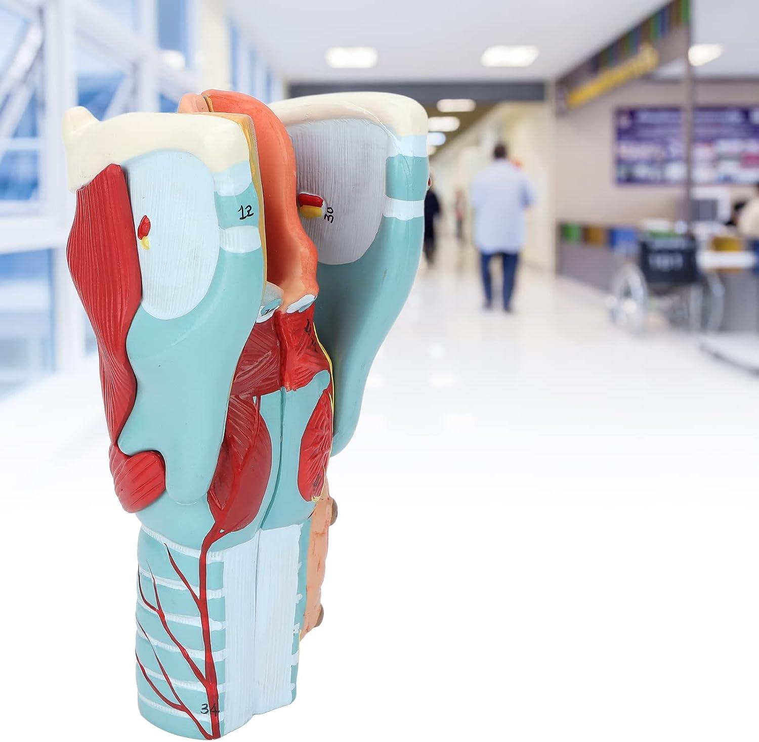 2X Magnification Human Throat Model for Teaching Display - Clear Vinyl ...