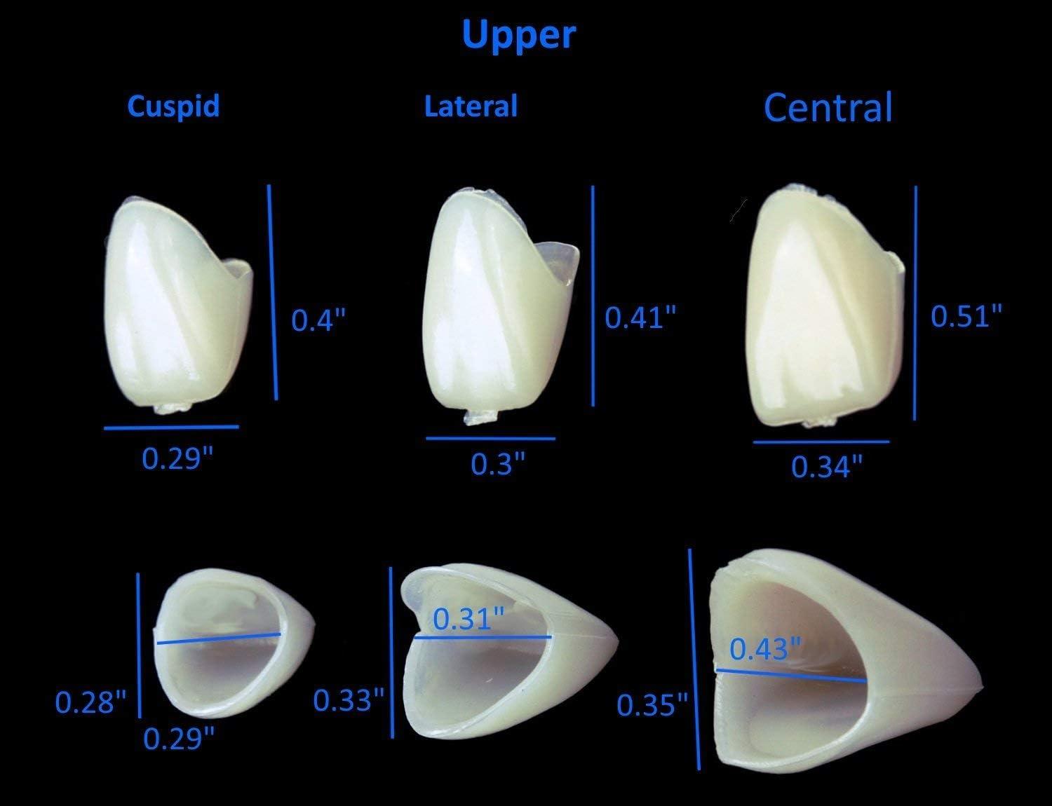 Dental Temporary Crown Kit - 50 PCS Anterior Front Bundle with Fitting ...