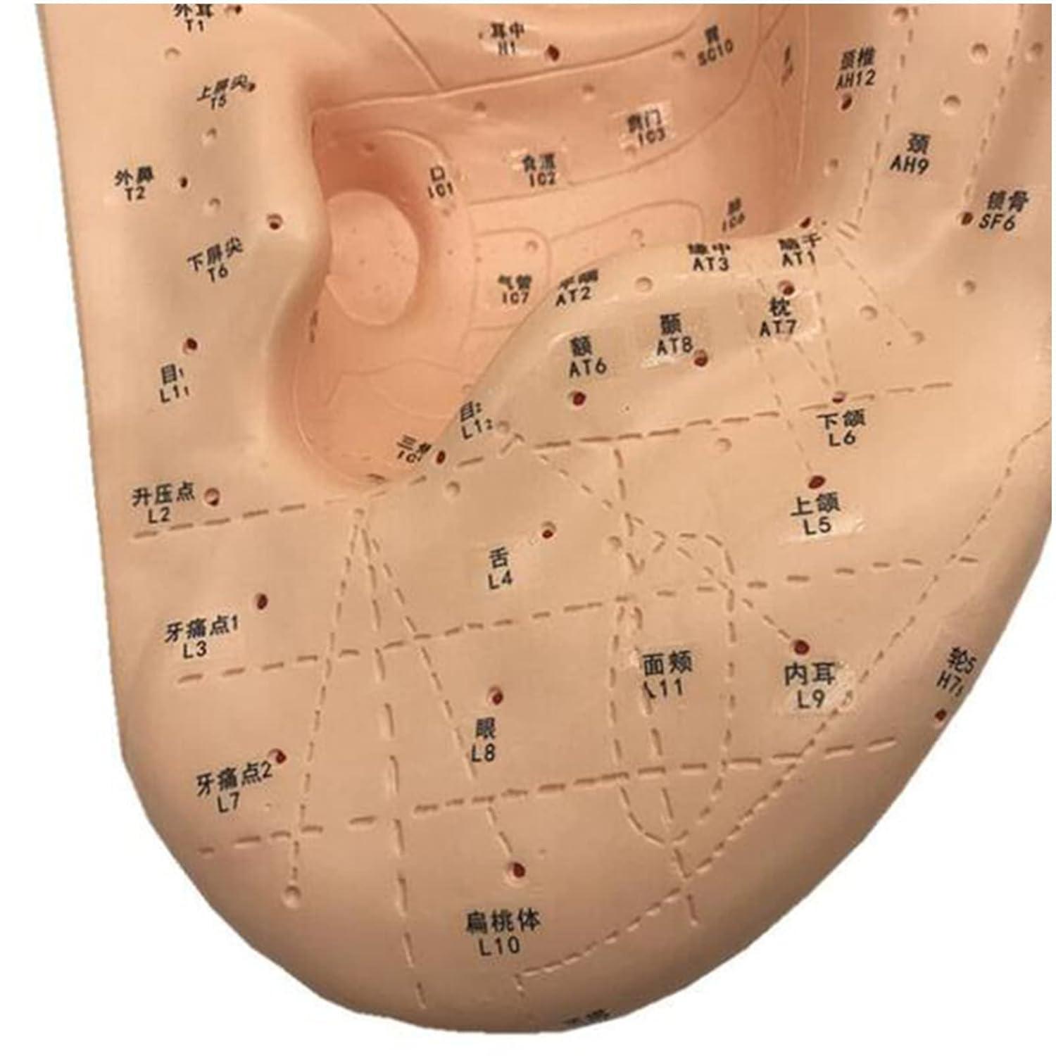Acupuncture Ear Model - Chinese Medicine Akupoint Learning Tool for Ear ...