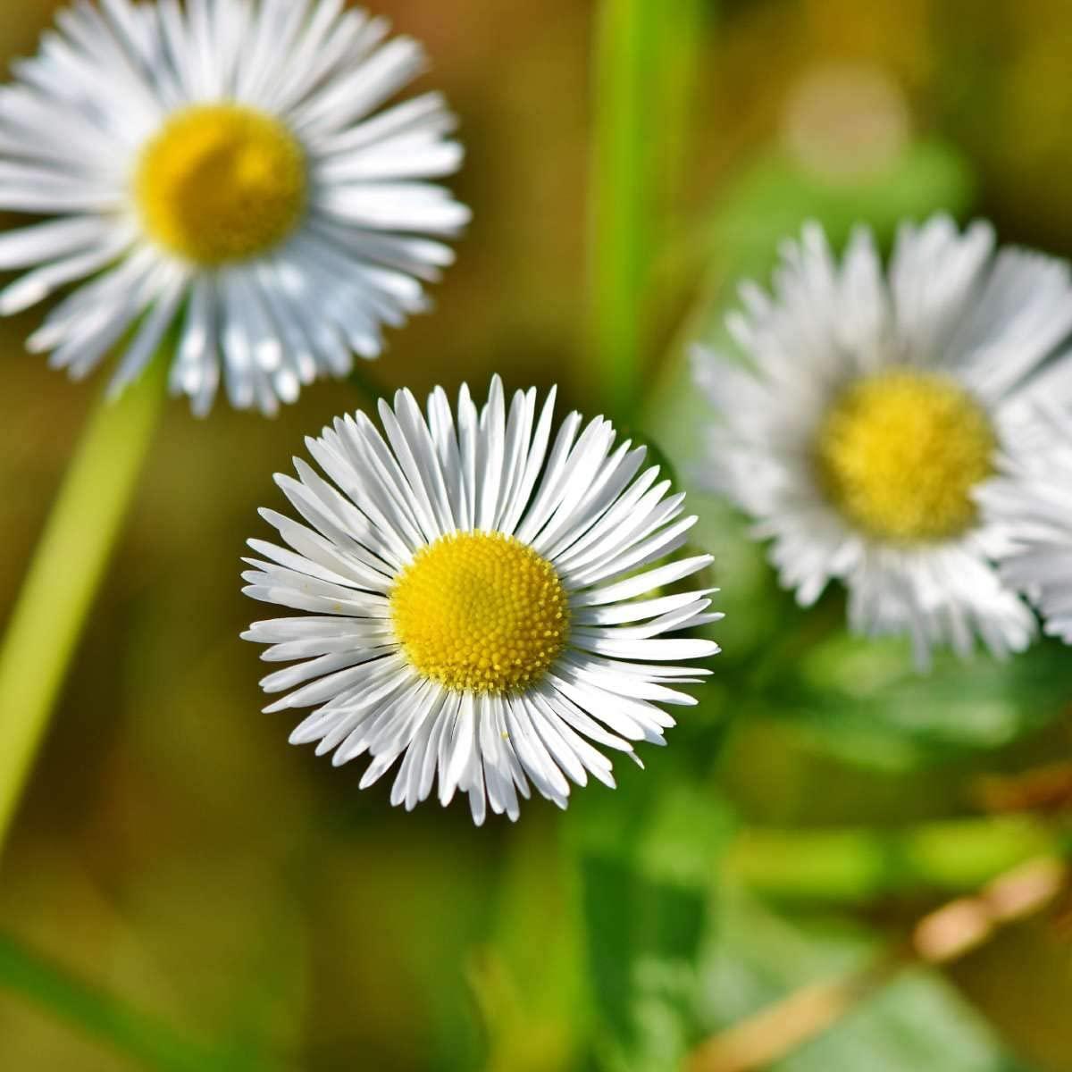 BioStrath Whole Food Supplement - Energy & Memory Support | 500 MG (100 ...