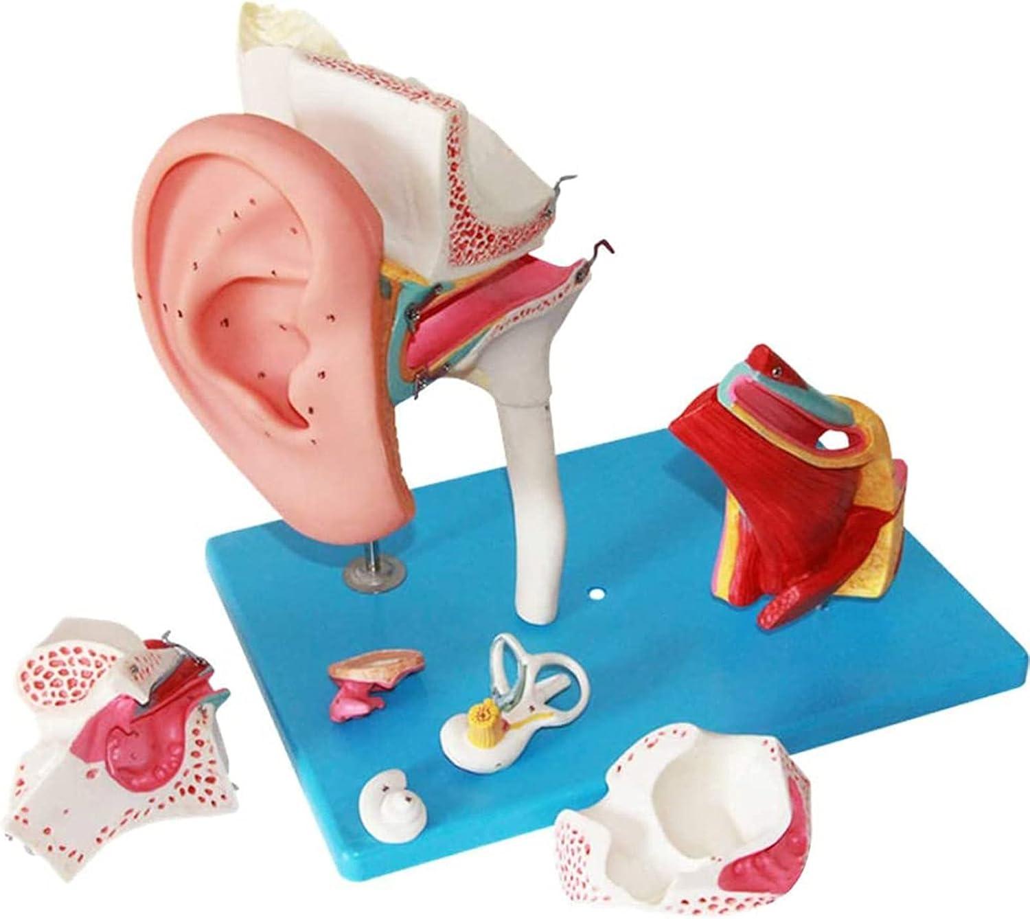 Human Ear Structure Anatomical Model 4 Times Life Size Medical Props ...