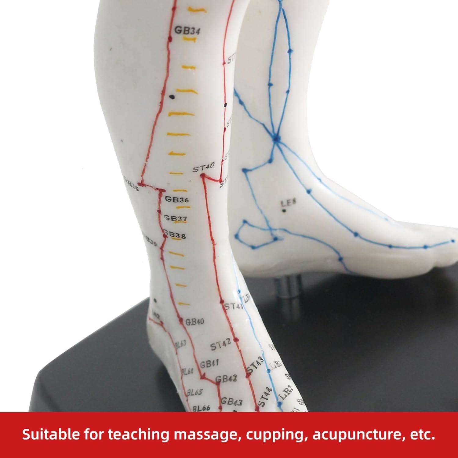 Palank Female Acupuncture Meridian Model - 48cm Human Body Pressure ...