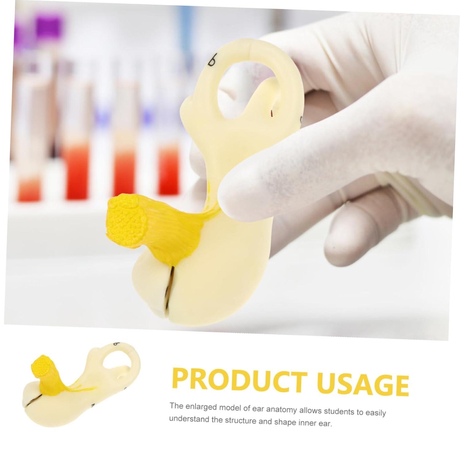 Buy Mobestech Ear Labyrinth Model - Realistic Human Ear Anatomy Display ...