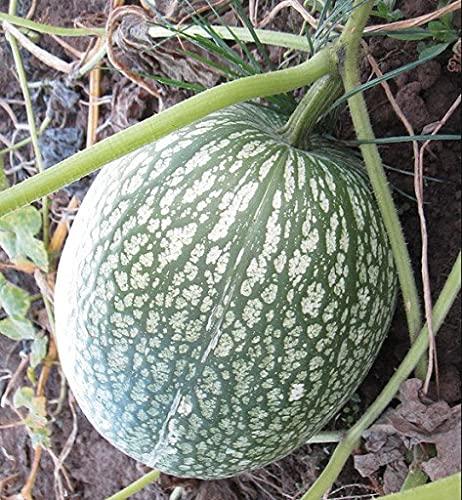 10pcs Shark Fin Melon Chilacayote Fig Leaf Malabar Gourd Seeds - Buy ...