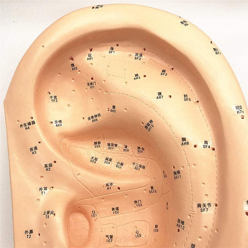 Human Body Model Acupuncture Pressure Points and Meridians 40cm | Buy ...