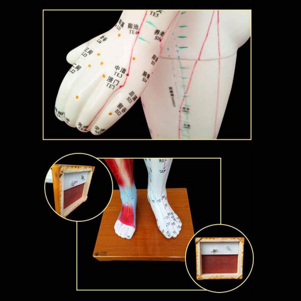 Acupuncture Template - Acupuncture and Male Muscle - 85cm - Half Skin ...