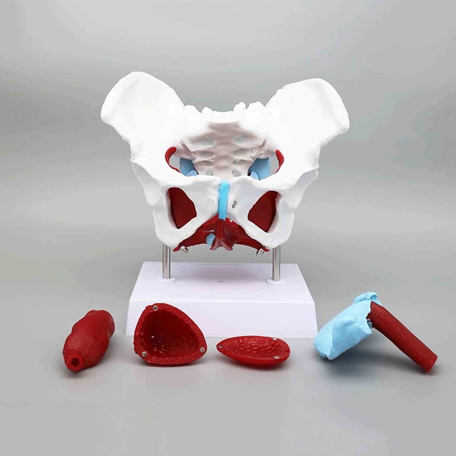 Detachable Male & Female Pelvic Model | Bladder Rehabilitation ...