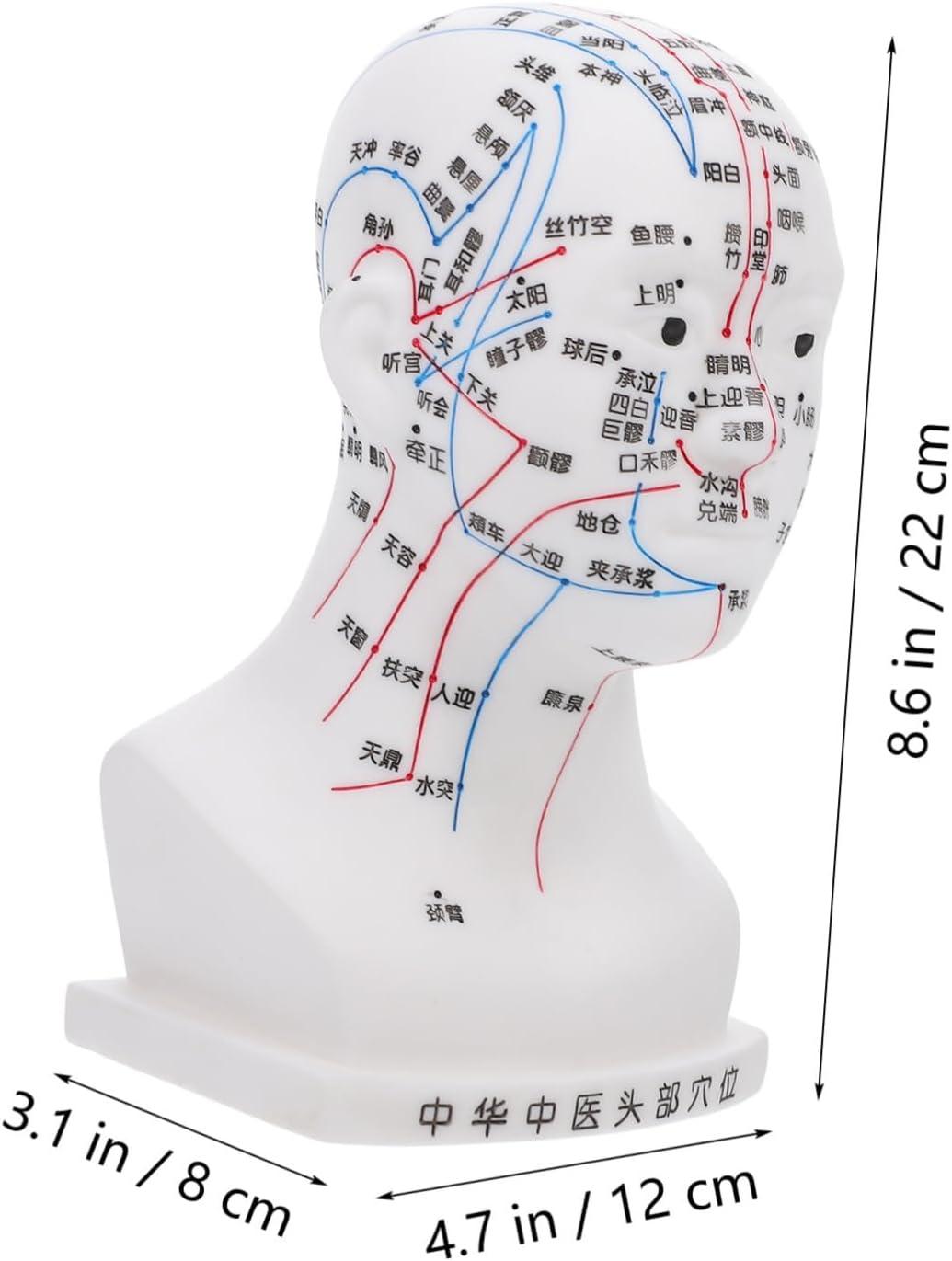 Minkissy Realistic Acupuncture Point Model - Hospital & Laboratory ...