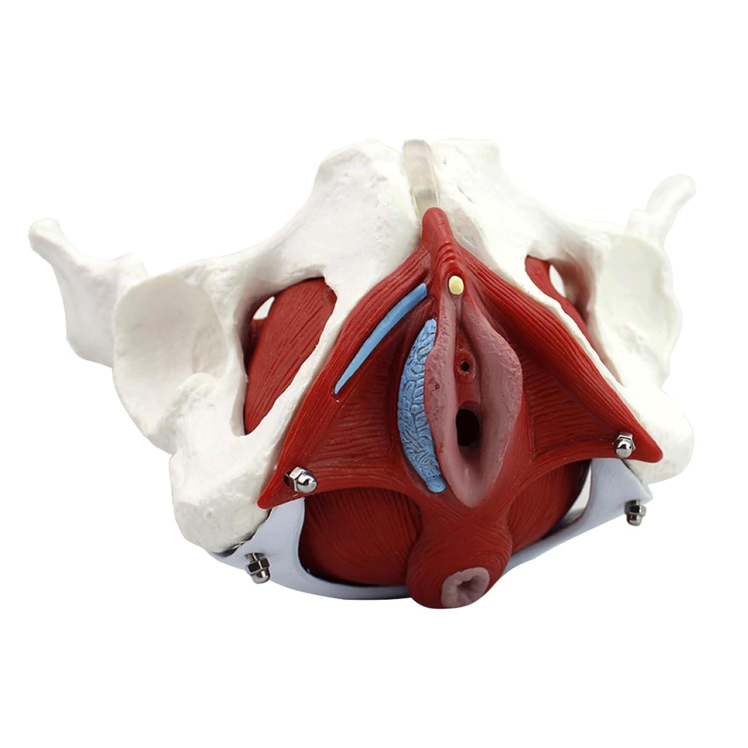 Detachable Male & Female Pelvic Model | Bladder Rehabilitation ...