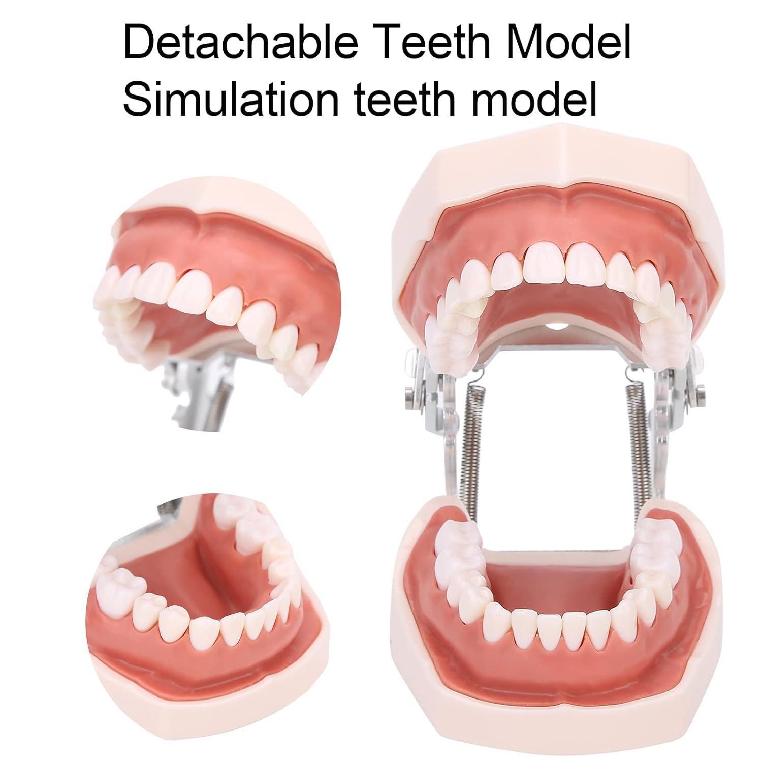 Removable Tooth Model for Dental Education | Simulation Teeth ...