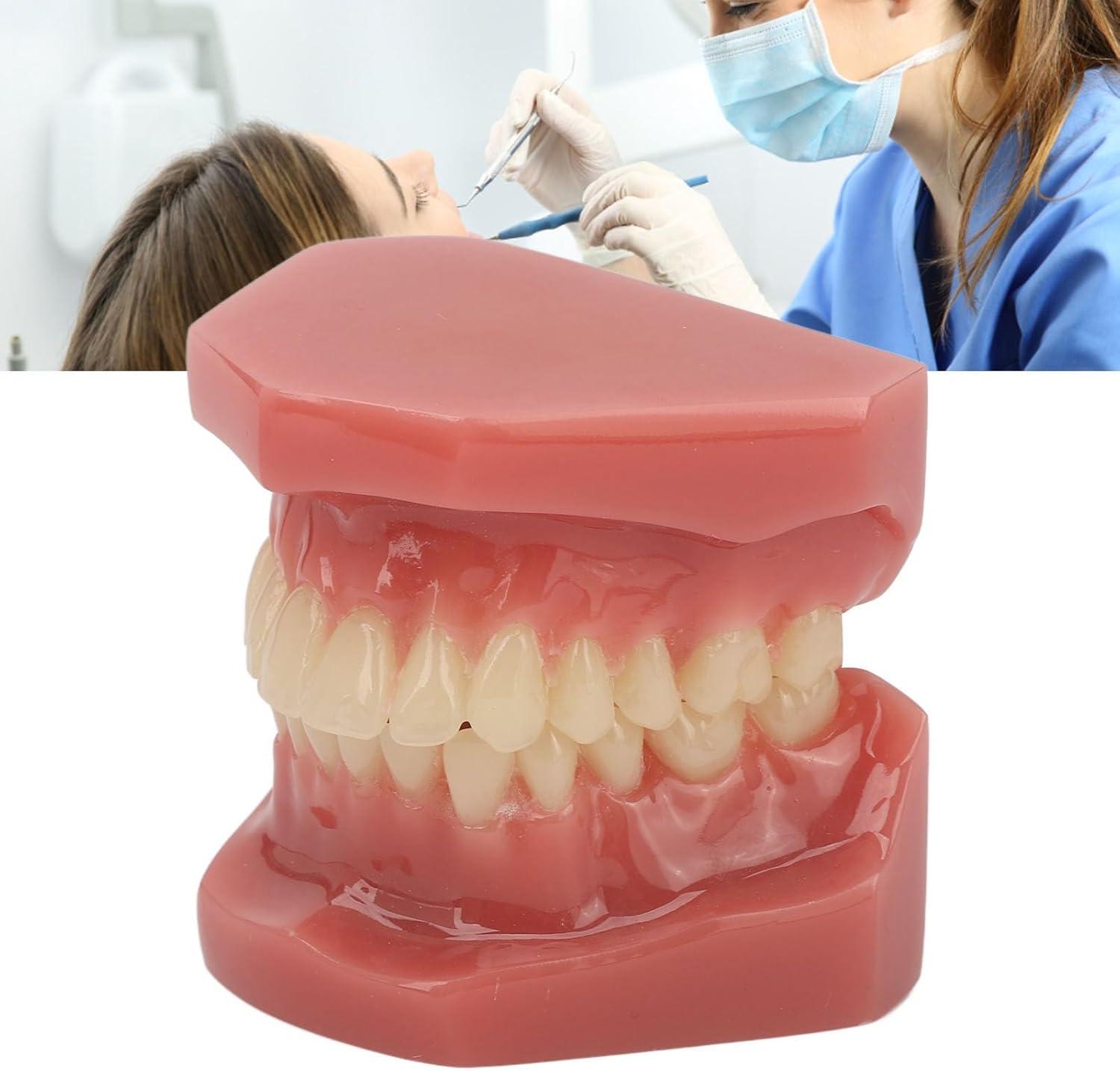Teeth Demonstration Model - Orthodontic Mouth Training Reusable 28 ...