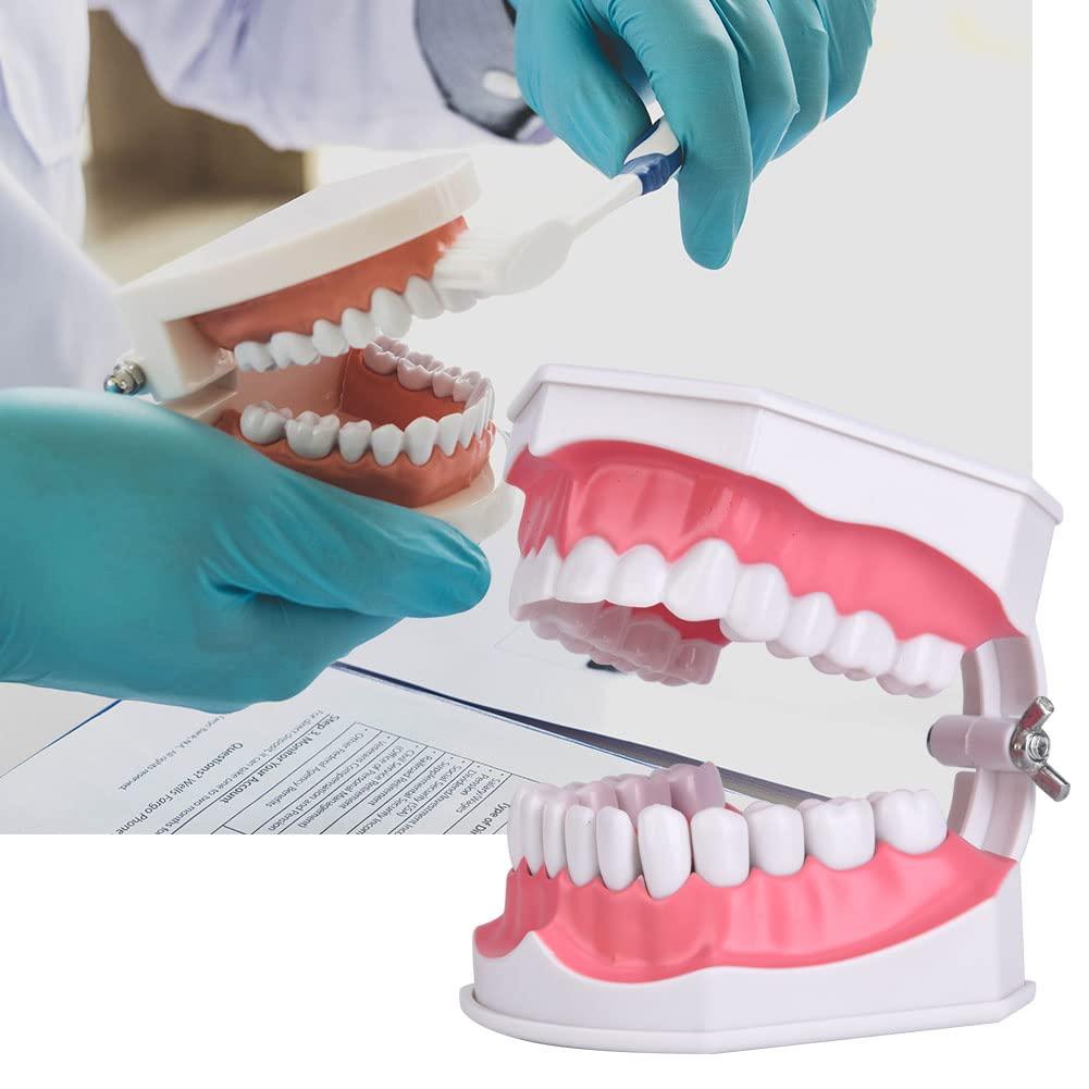 Dental Teaching Teeth Model for Kids | Educational Tooth Brushing Tool ...