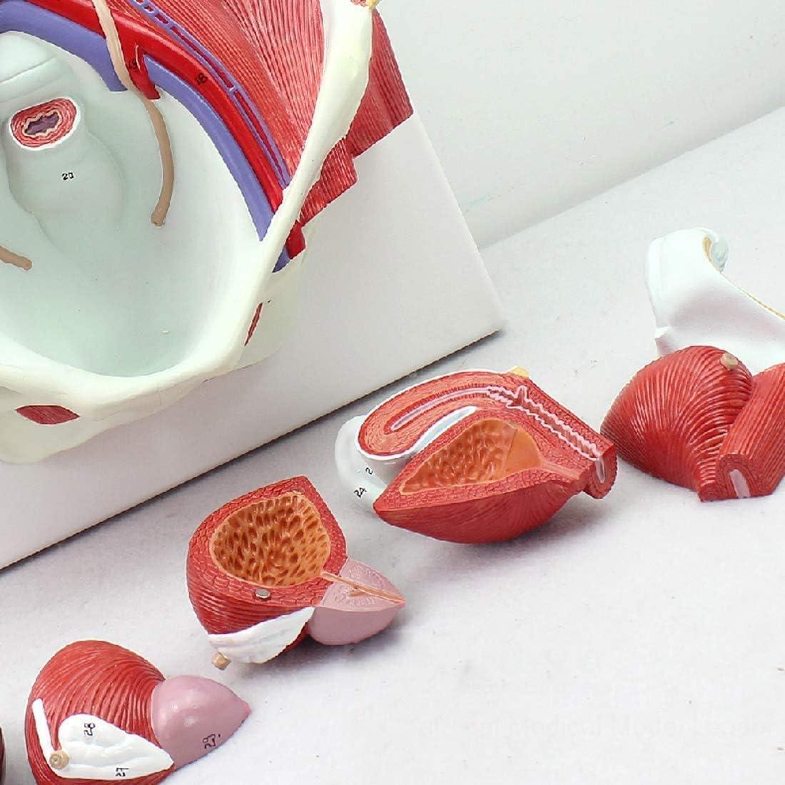 Model of Human Urinary System Urinary System Model Female Male Male ...