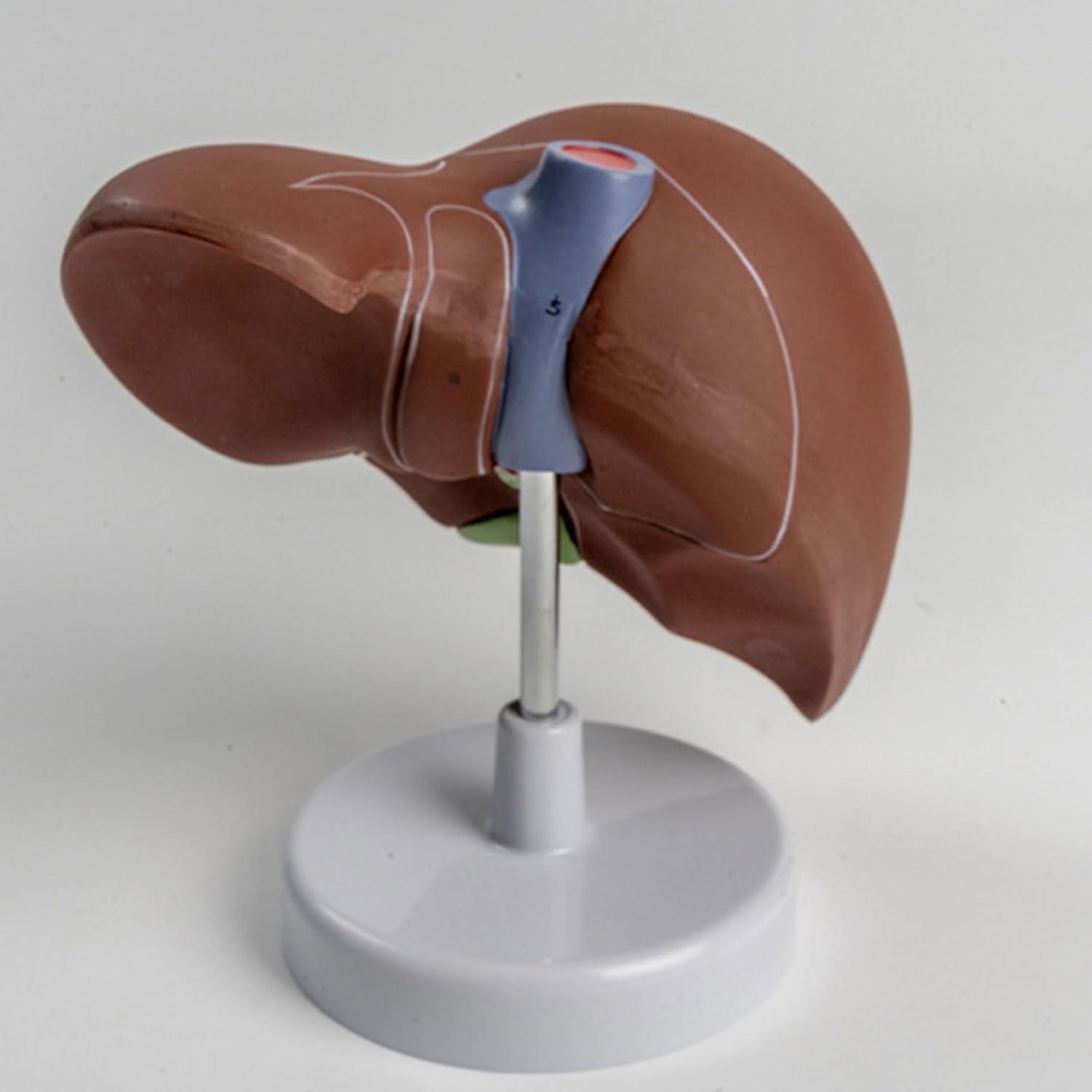Realistic Anatomical Liver Model for Liver Study Lecture Shows Details ...